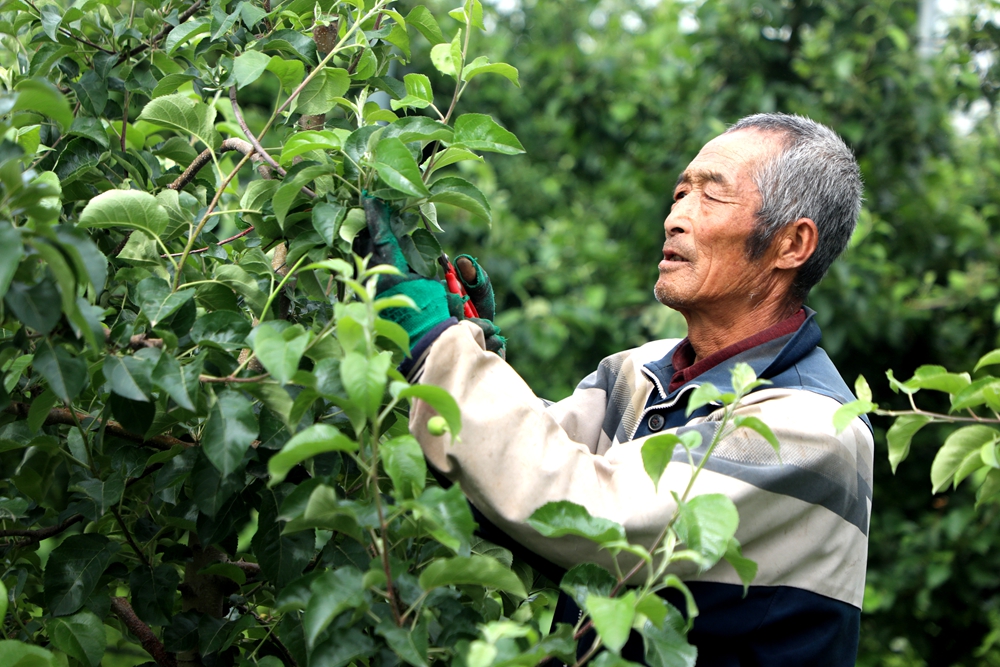 宜君：果园管护忙 定果疏果稳丰产_宜君县人民政府